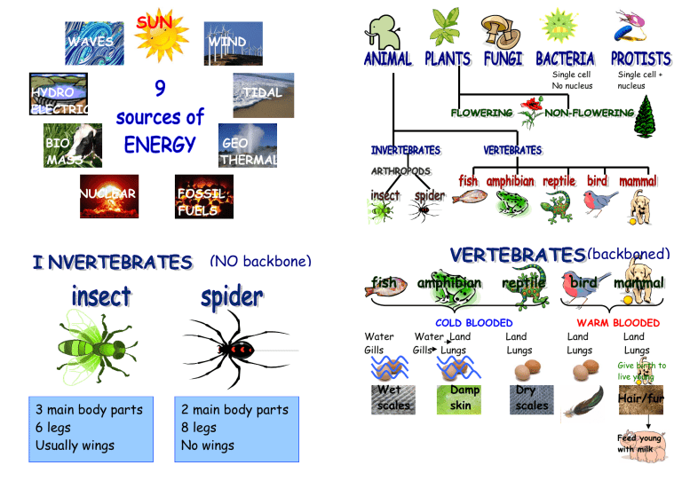 Science Overview: Energy, Organisms, and Characteristics