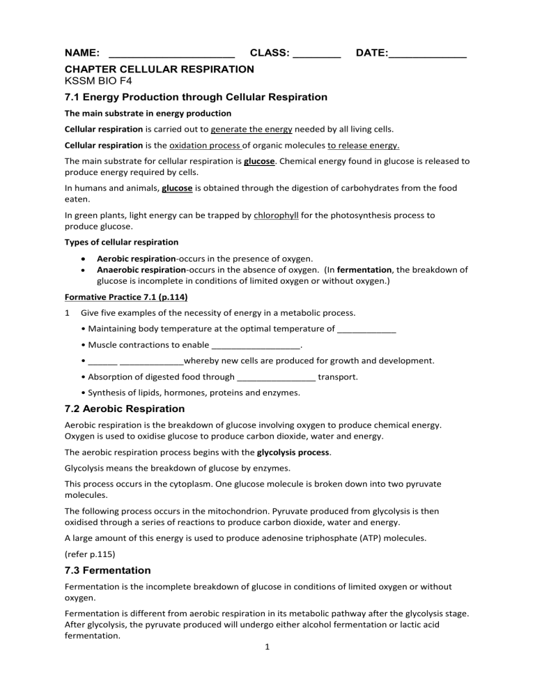 Cellular Respiration Worksheet: Aerobic & Anaerobic Processes