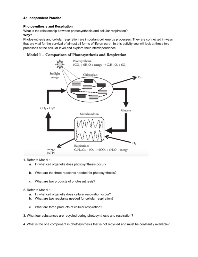 Photosynthesis & Respiration Worksheet
