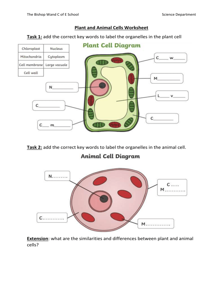 Plant & Animal Cells Worksheet: Labeling & Comparison