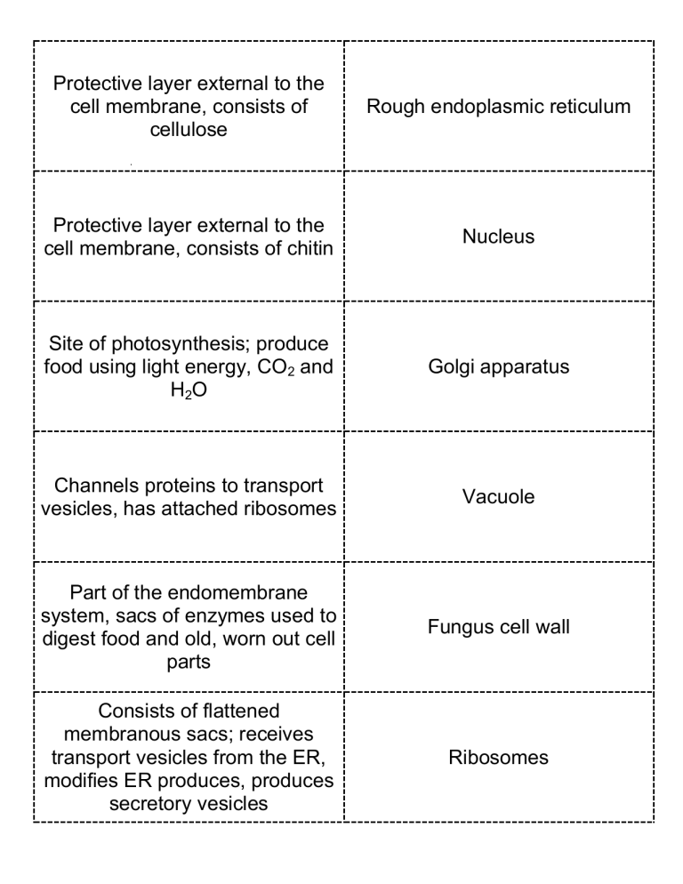 Cell Structure and Function Matching Worksheet