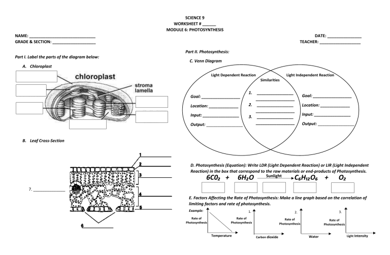 Photosynthesis Worksheet: Grade 9 Science