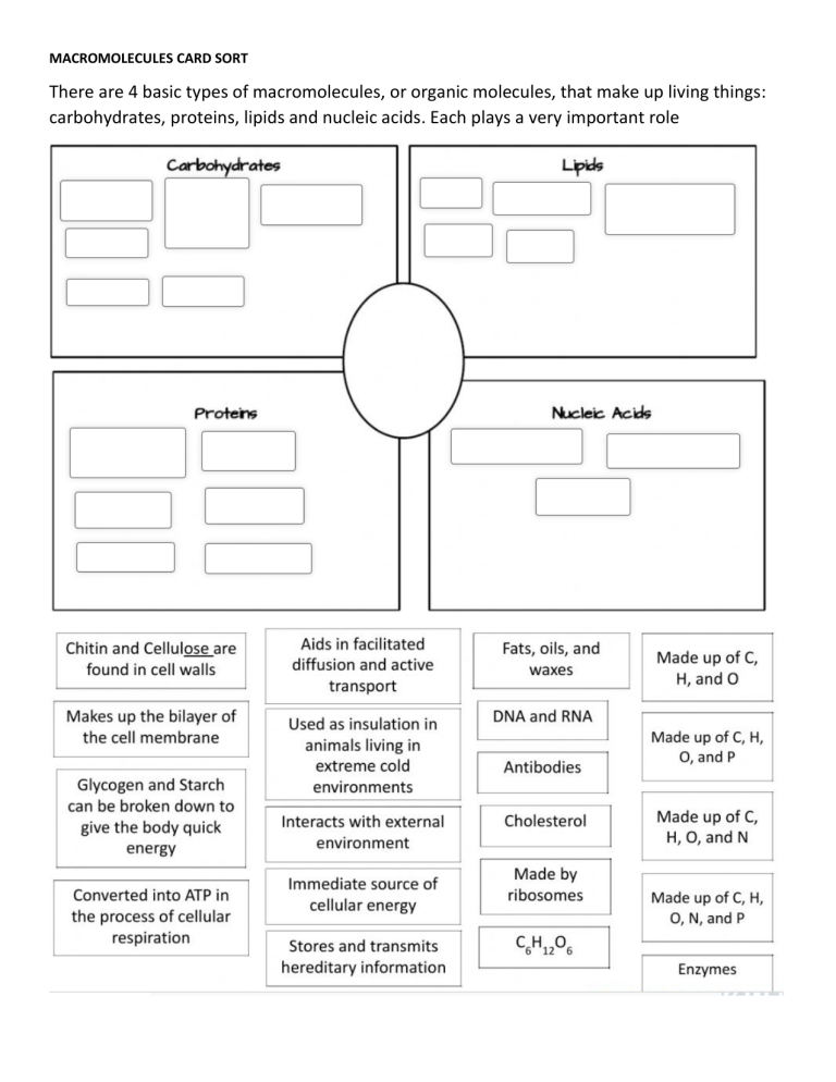 Macromolecules Card Sort Worksheet