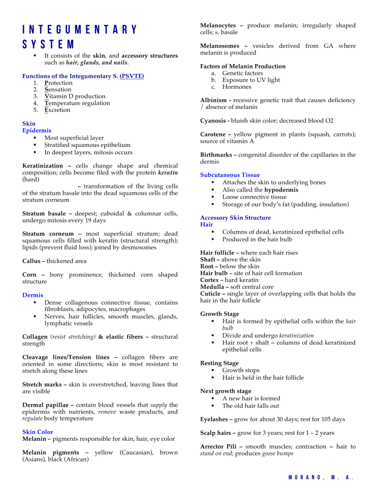 Integumentary System Notes: Skin, Hair, Glands, and Nails