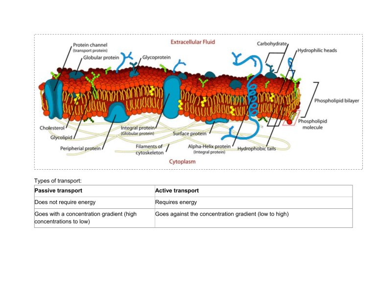 Cell Transport: Passive & Active Worksheet
