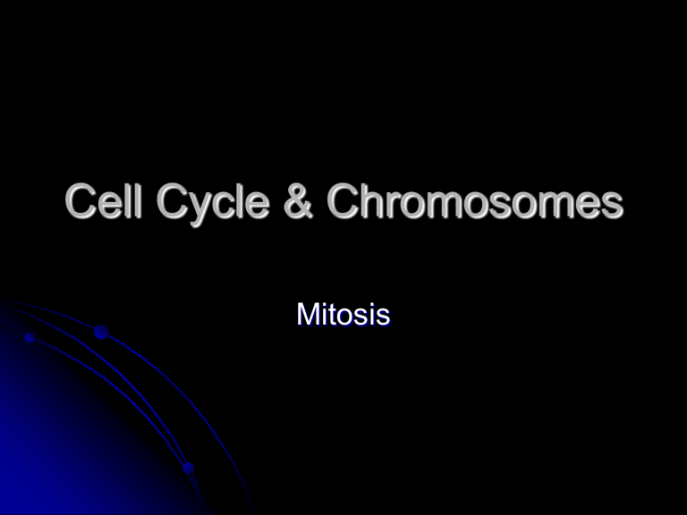 Cell Cycle & Mitosis Presentation