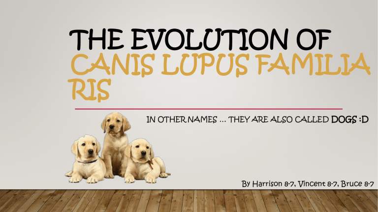 Dog Evolution: From Wolves to Companions