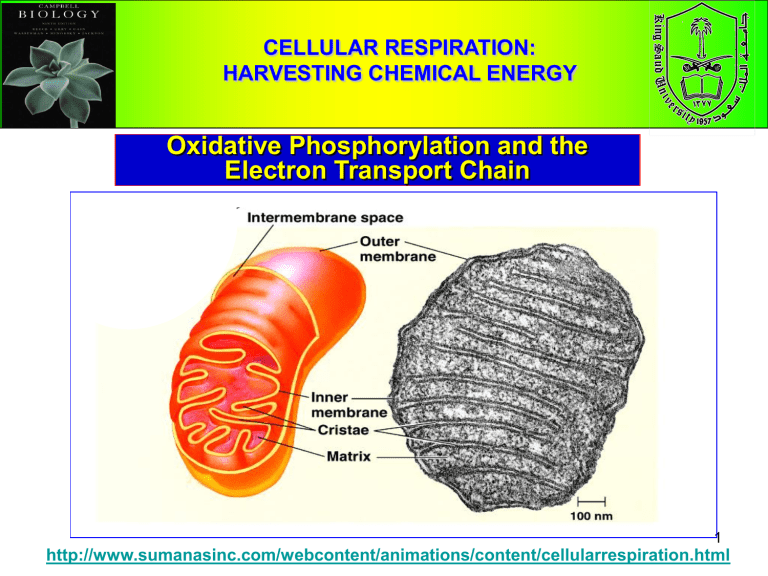Cellular Respiration: Oxidative Phosphorylation & ETC