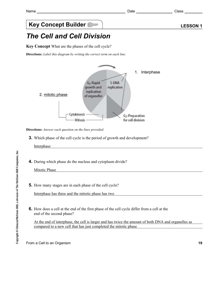 Cell Cycle & Division Worksheet: Interphase, Mitosis