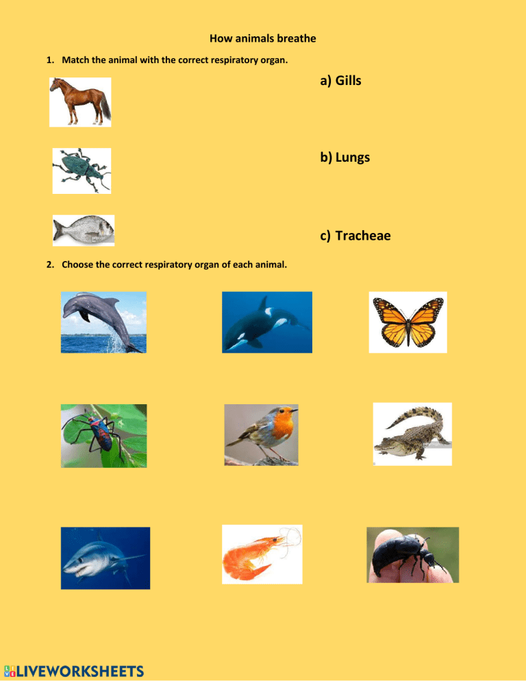 Animal Respiration Worksheet