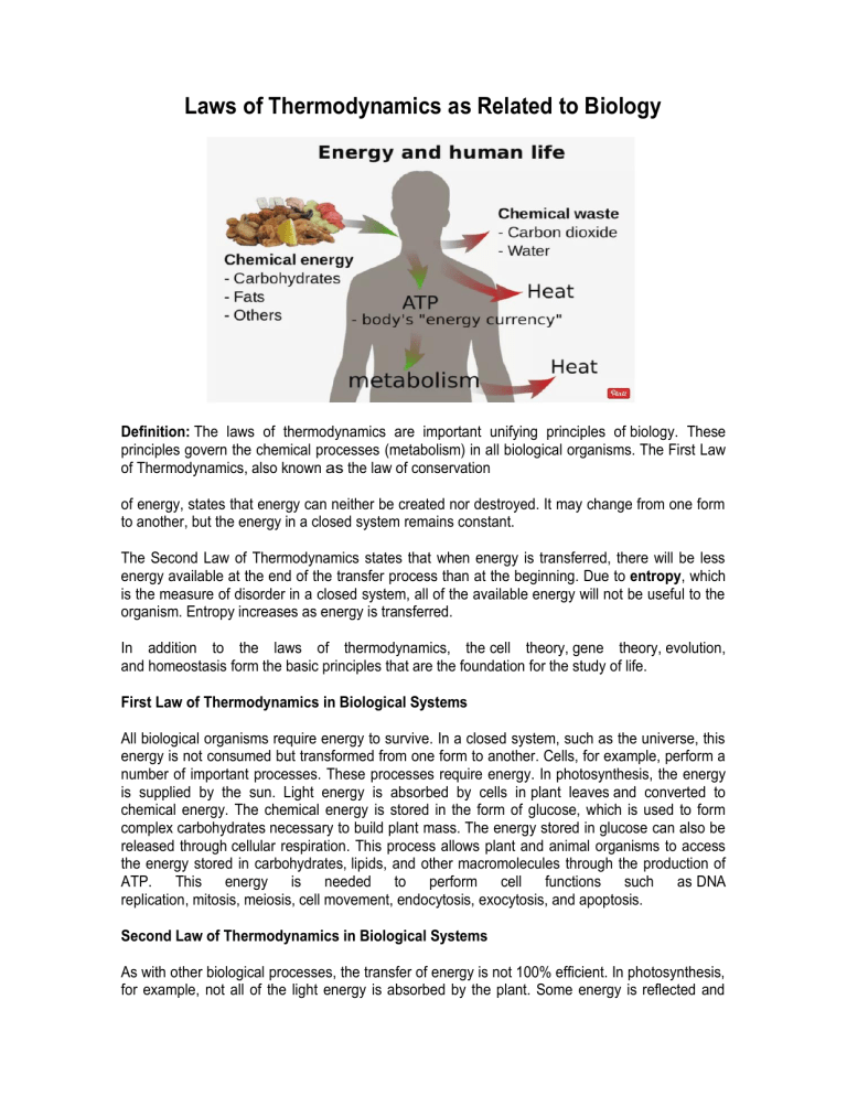 Thermodynamics in Biology: Laws & Applications
