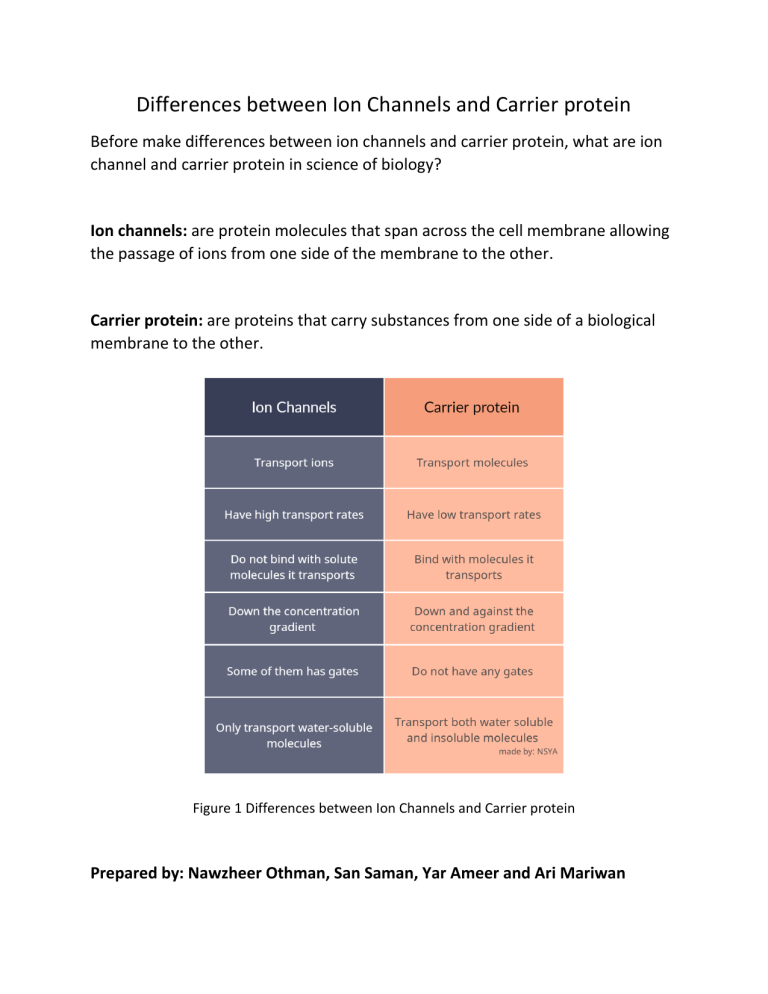 Ion Channels vs. Carrier Proteins: Differences Explained