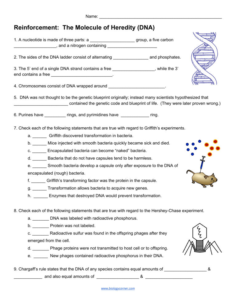 DNA Structure and Replication Worksheet