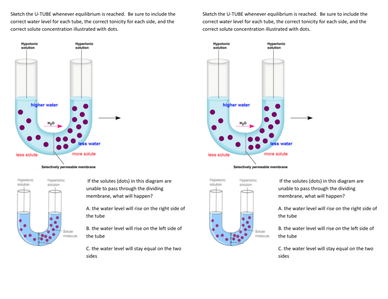 Osmosis and Tonicity Worksheet: U-Tube Equilibrium