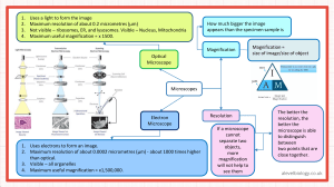 Magnification Calculations Worksheet