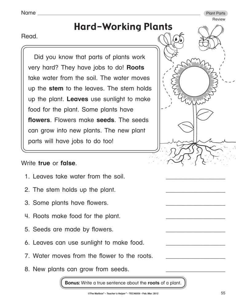 Plant Parts Worksheet: Hard-Working Plants Review