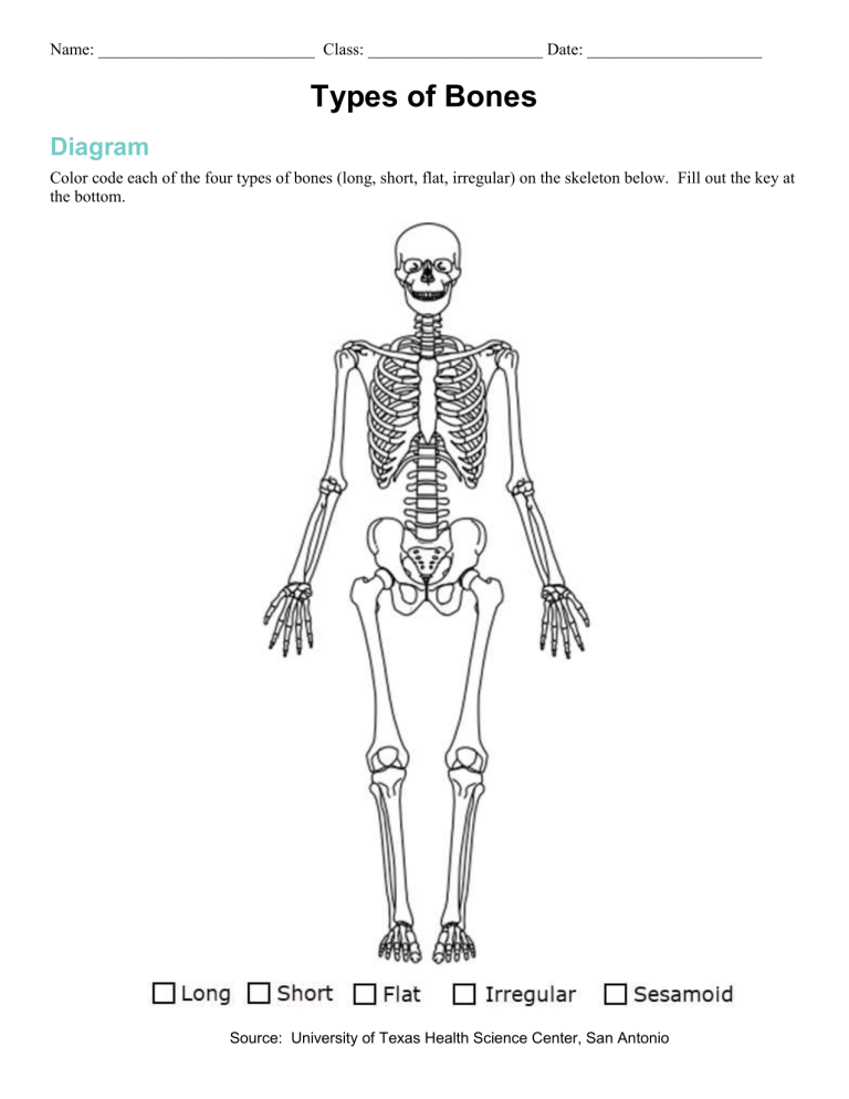 Types of Bones Worksheet
