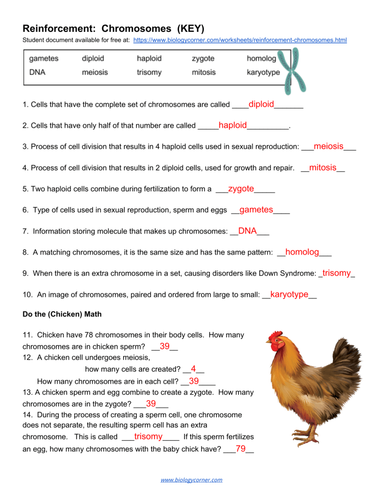 Chromosomes Reinforcement Worksheet (KEY)
