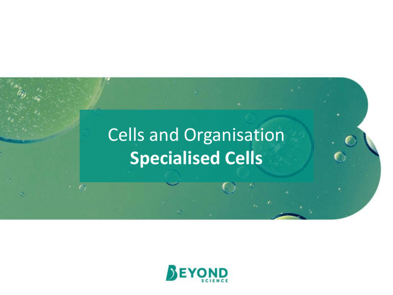 Specialized Cells: Functions & Adaptations Worksheet