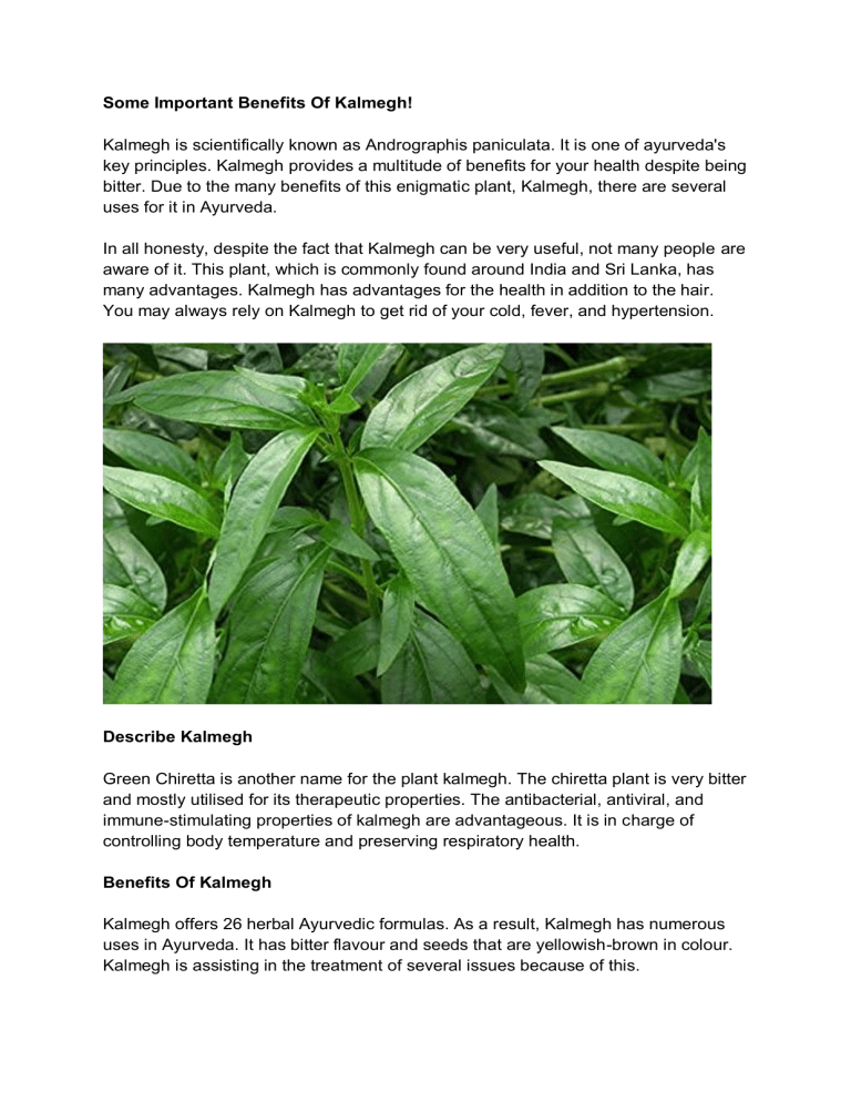 Kalmegh Benefits: Ayurveda's Enigmatic Plant
