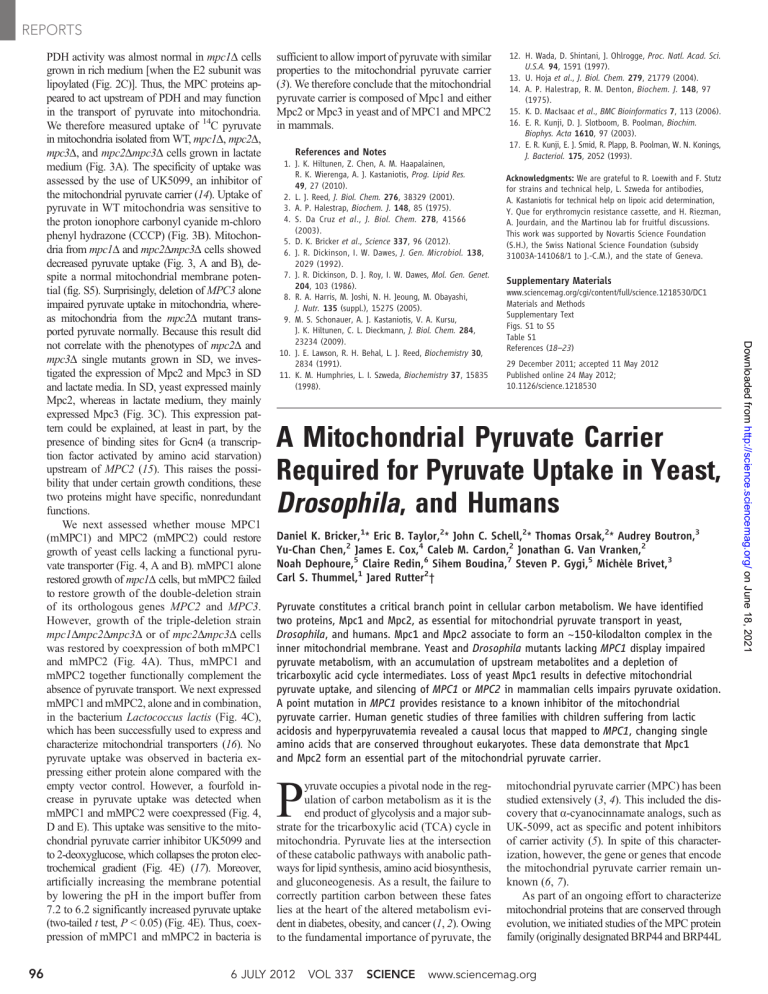 Mitochondrial Pyruvate Carrier: Mpc1 & Mpc2 Role
