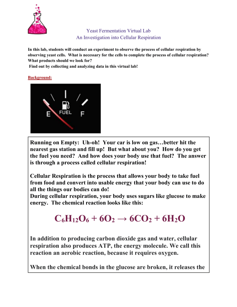 Yeast Fermentation Virtual Lab Worksheet