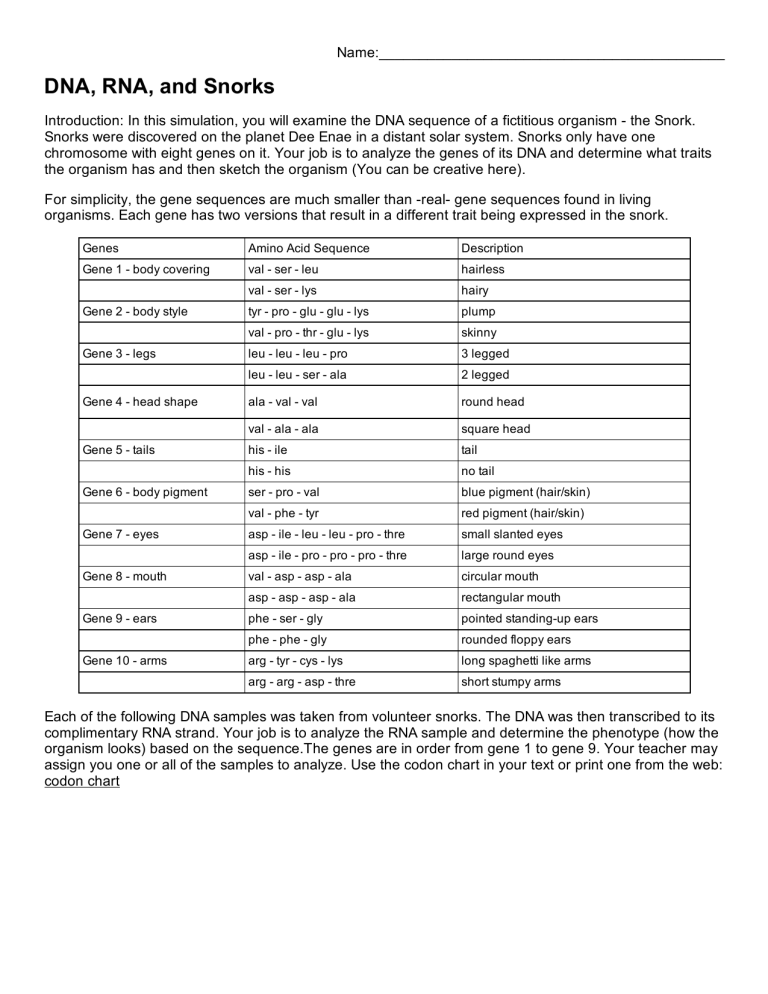 DNA, RNA, and Snorks Worksheet