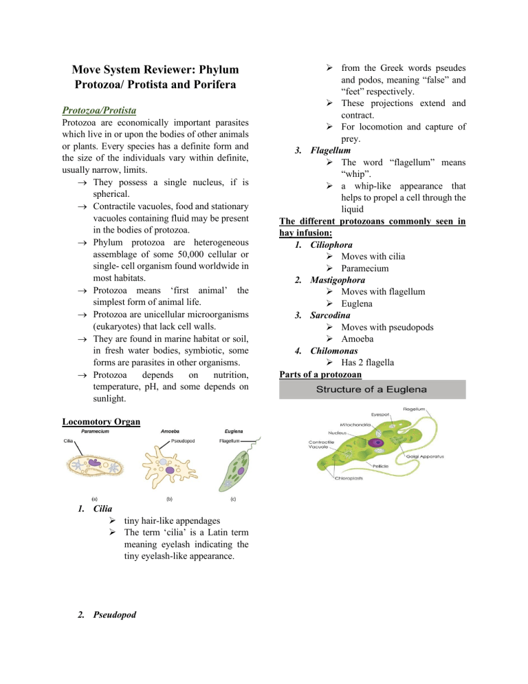 Protozoa & Porifera Review: Characteristics, Locomotion, Structure