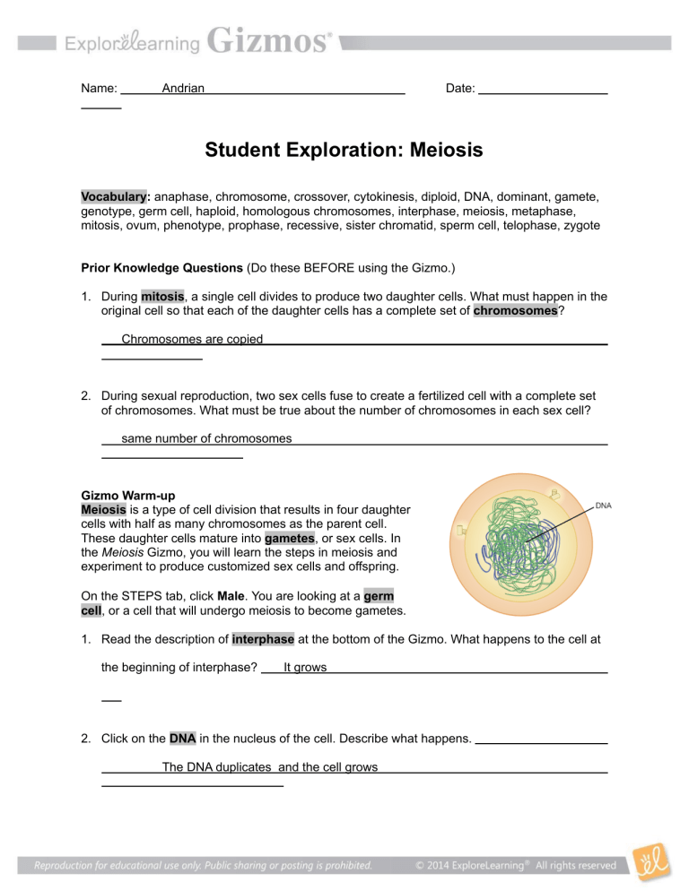 Meiosis Student Exploration Worksheet