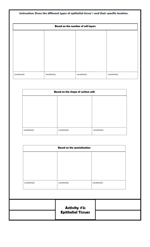 Epithelial Tissue Types & Locations Worksheet