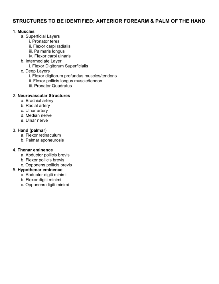 Anterior Forearm & Palm Anatomy: Structures List