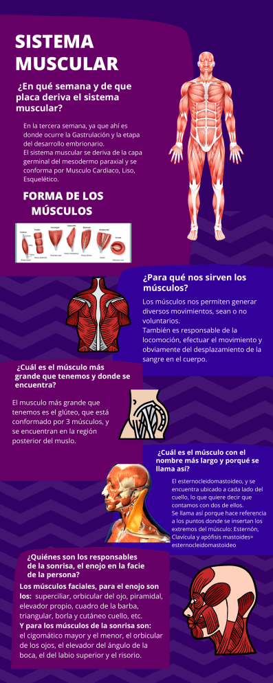 Sistema Muscular: Origen, Función y Músculos Clave