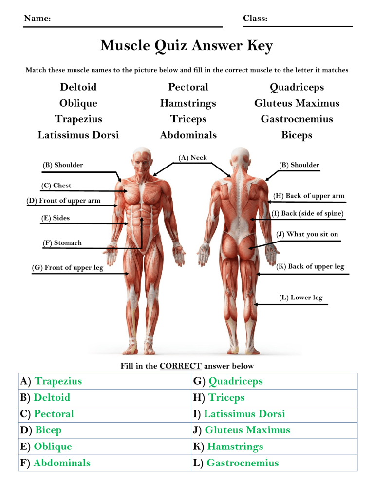 Muscle Quiz Worksheet: Anatomy Matching Exercise