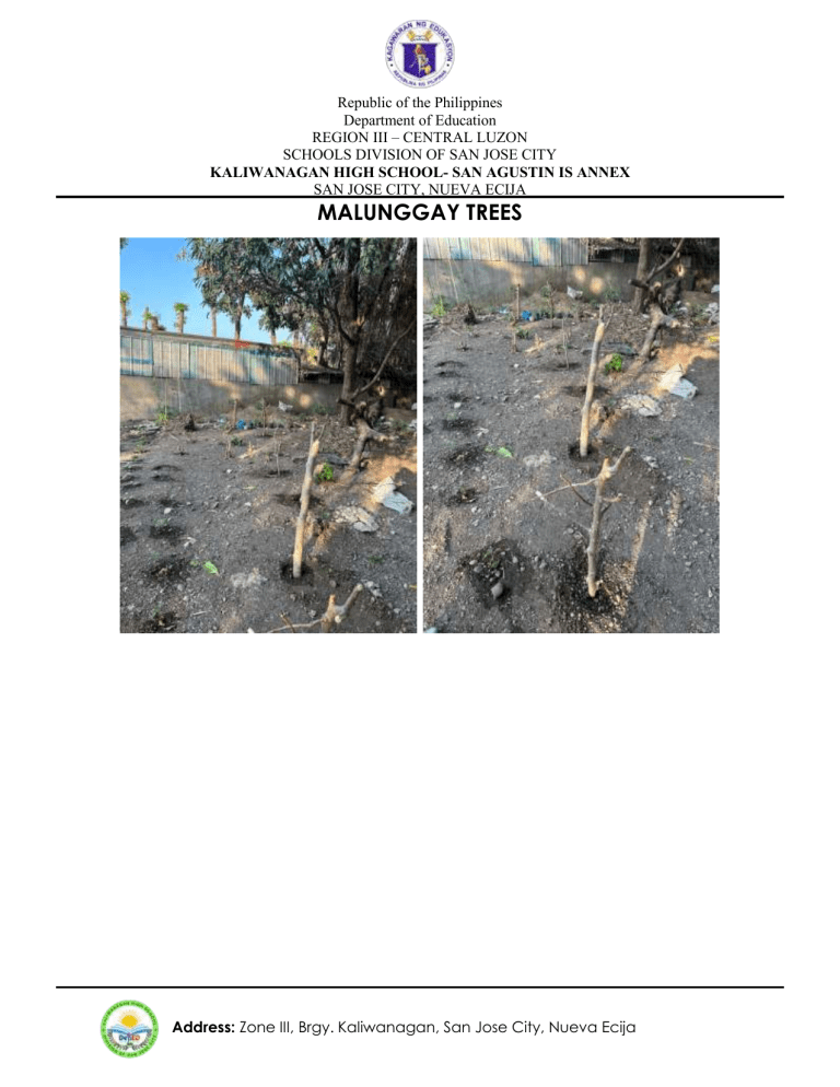 Malunggay Tree Planting Project - Kaliwanagan High School