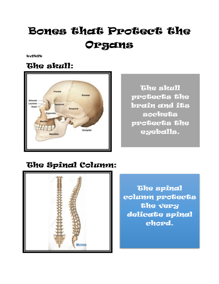 Bones That Protect Organs: Anatomy for Kids