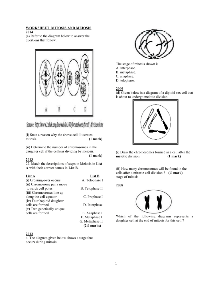 Mitosis And Meiosis Worksheet