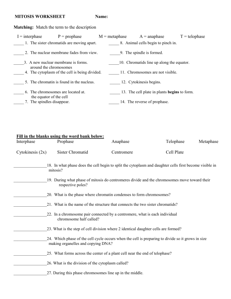 Mitosis Worksheet: Cell Division Stages