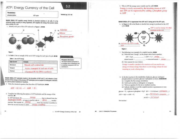 ATP: Energy Currency of the Cell