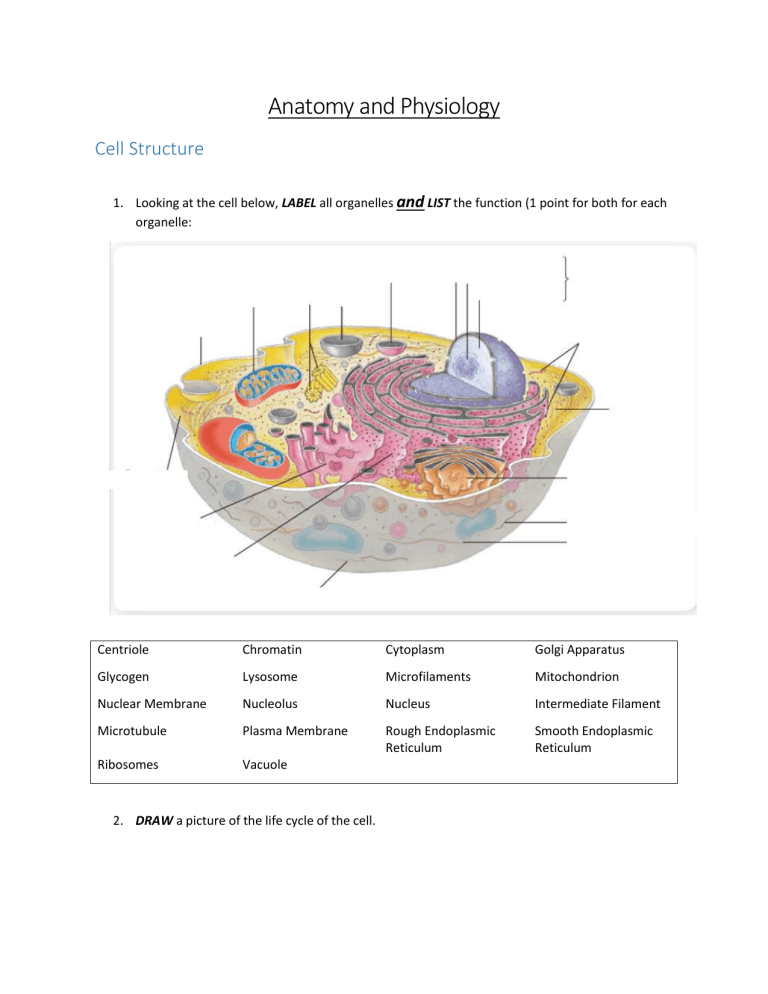 Anatomy & Physiology Worksheet: Cell to Systems