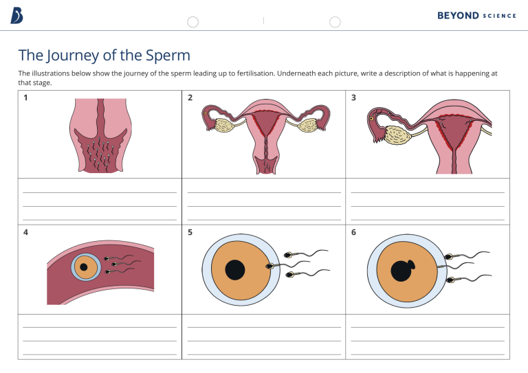 Sperm Journey Worksheet: Fertilization Process