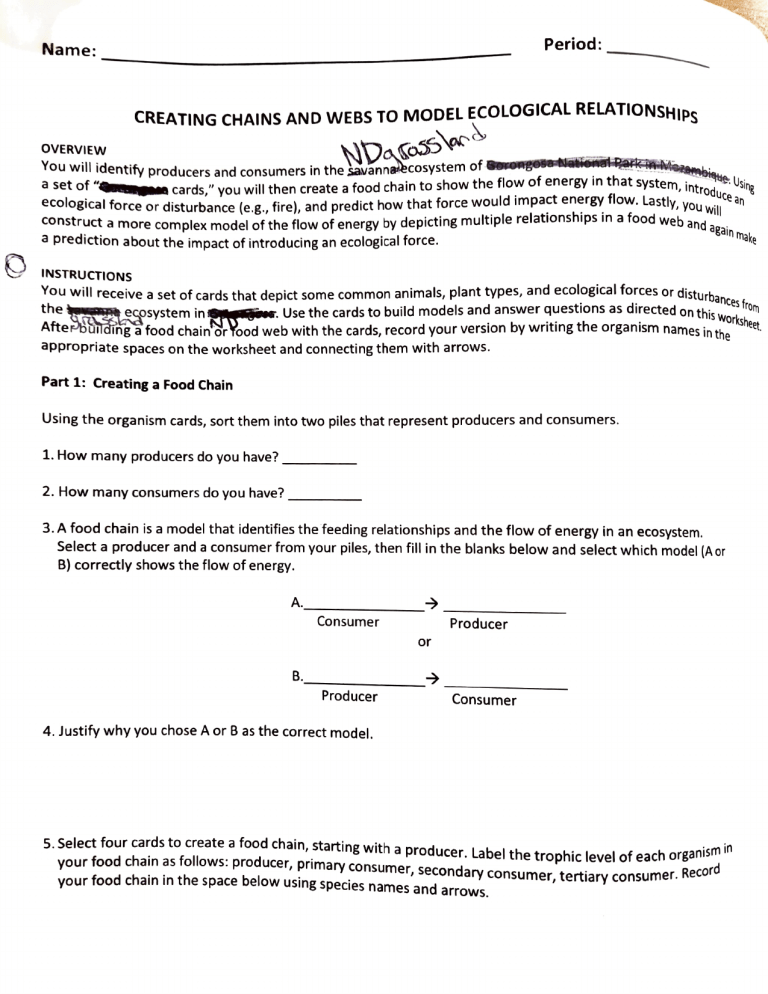 Food Chains & Webs Worksheet