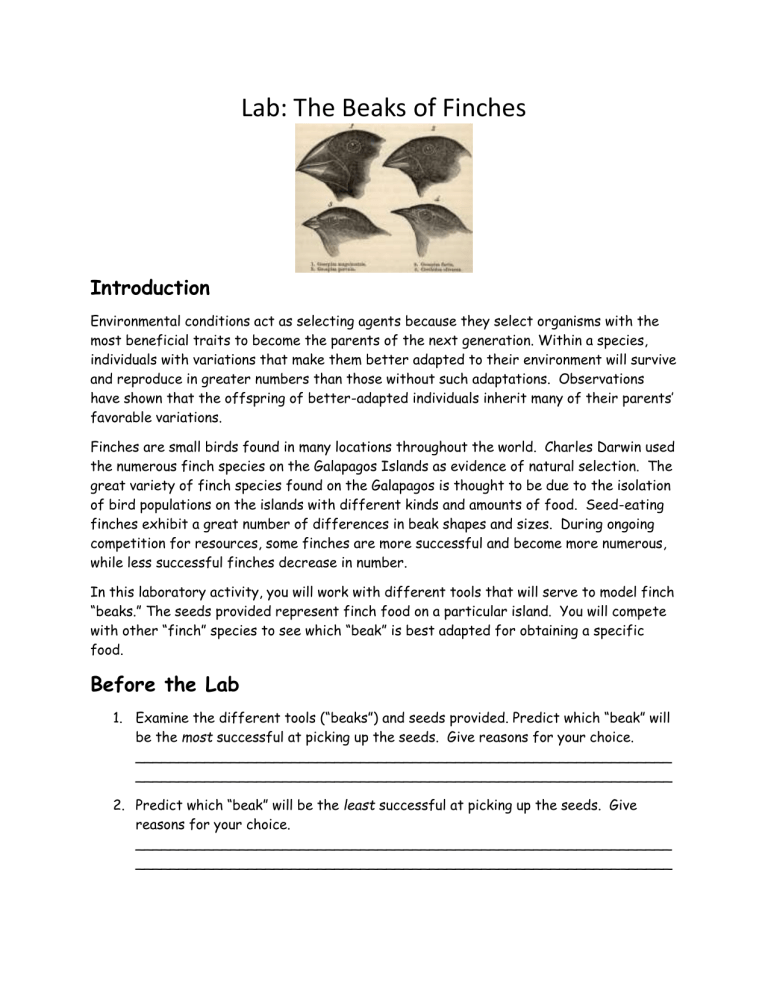 Finch Beaks Lab: Natural Selection Activity