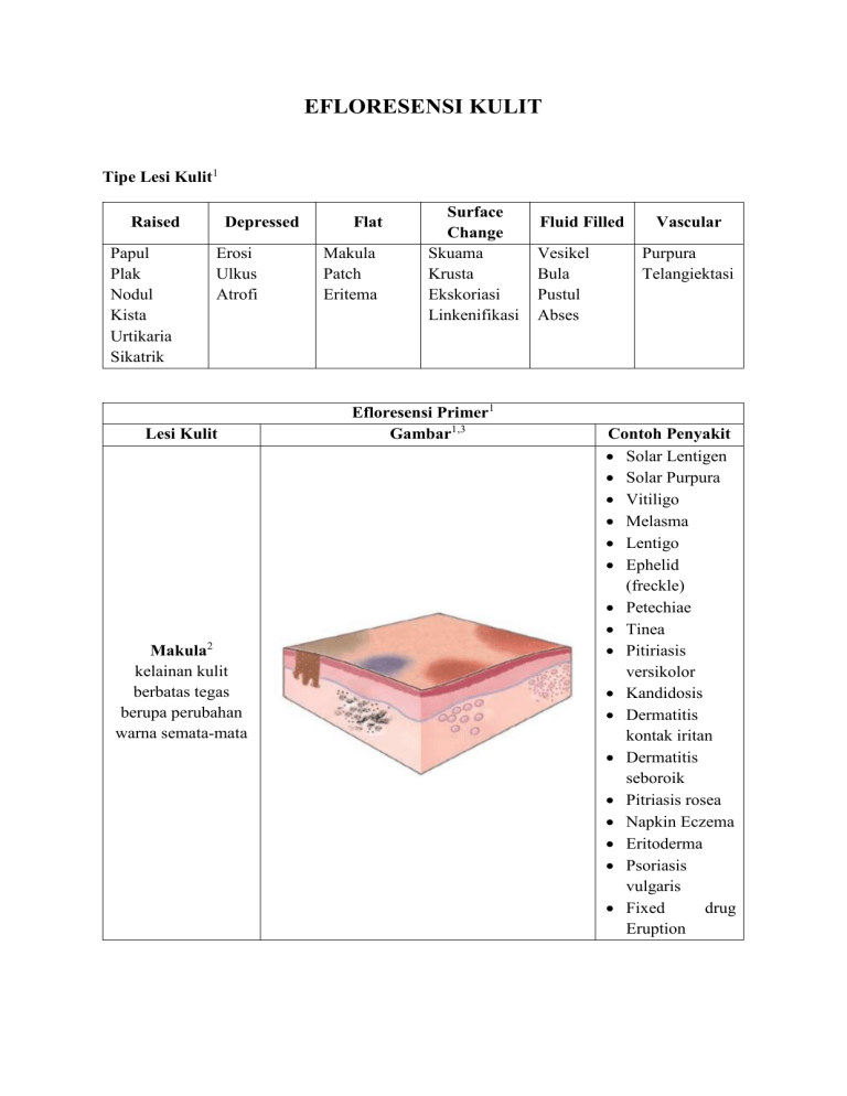 Skin Efflorescence: Types, Lesions, and Diseases
