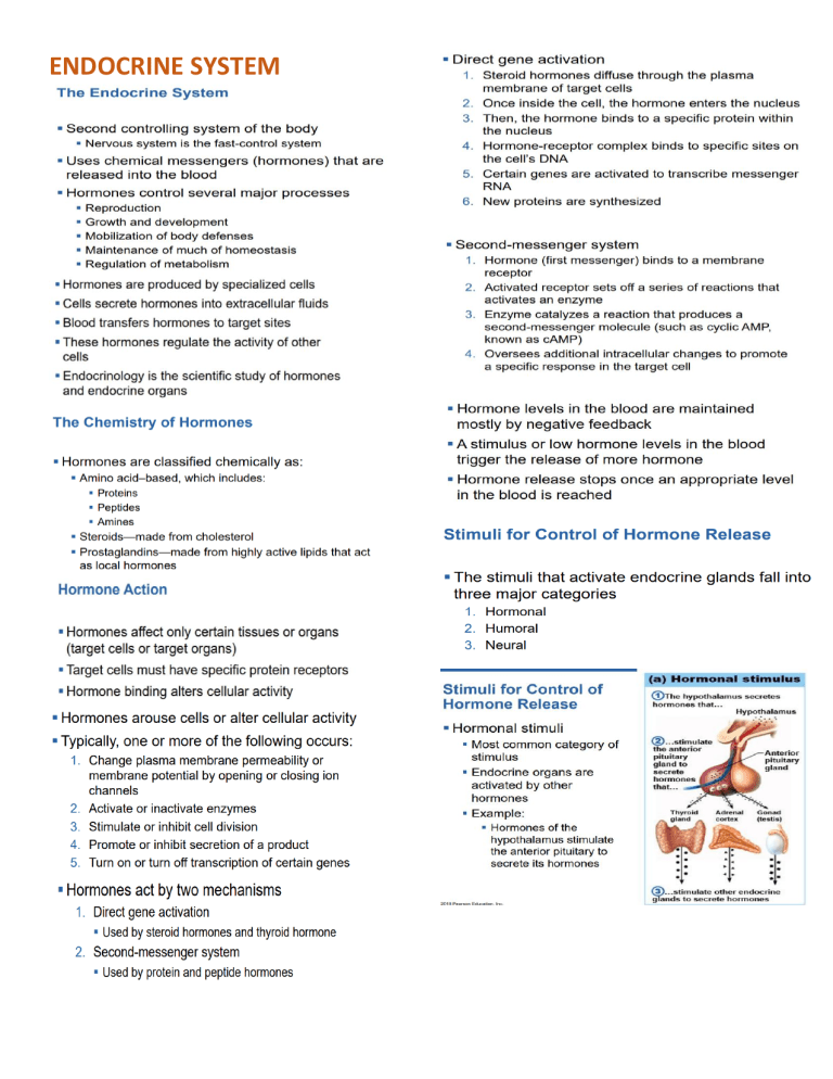 Endocrine System Overview