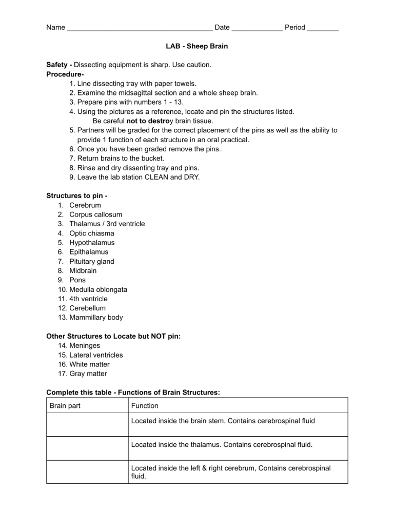 Sheep Brain Dissection Lab: Anatomy & Function