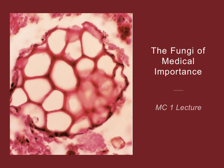 Medical Fungi Presentation