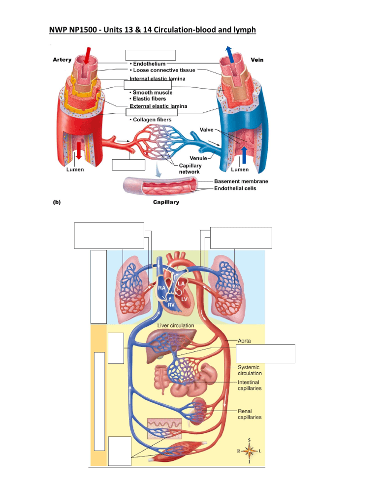 Circulatory System: Blood Vessels & Heart Diagram