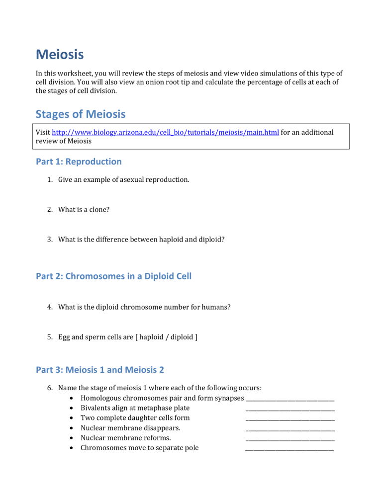 Meiosis Worksheet: Cell Division Review