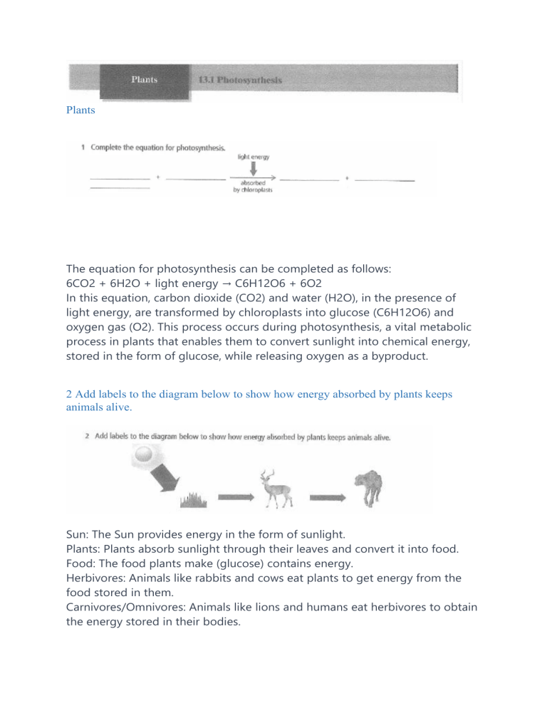 Photosynthesis & Plant Growth Worksheet