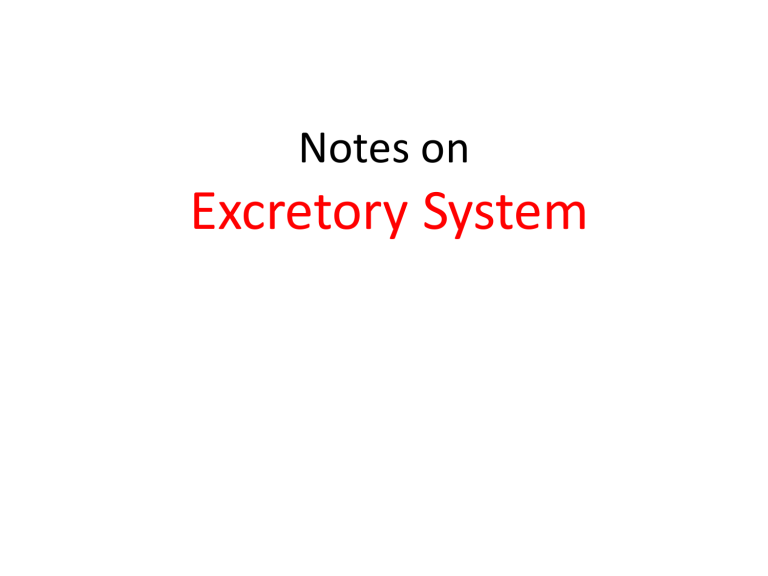 Excretory System Notes